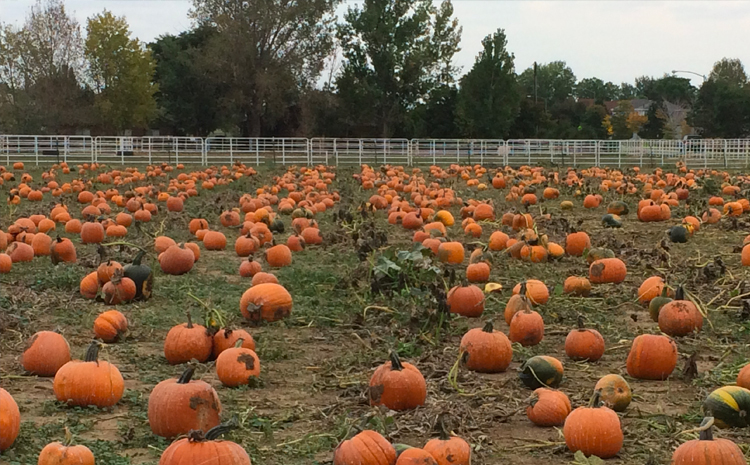 Hill's Harvest Pumpkin Patch | Denver