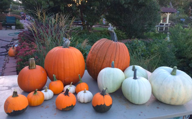 Hill's Harvest Pumpkin Patch | Denver